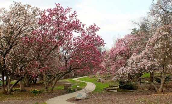 Spring Blossoms at Eden Park · 365 CINCINNATI