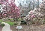 Spring Blossoms at Eden Park · 365 CINCINNATI