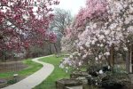 Spring Blossoms at Eden Park · 365 CINCINNATI