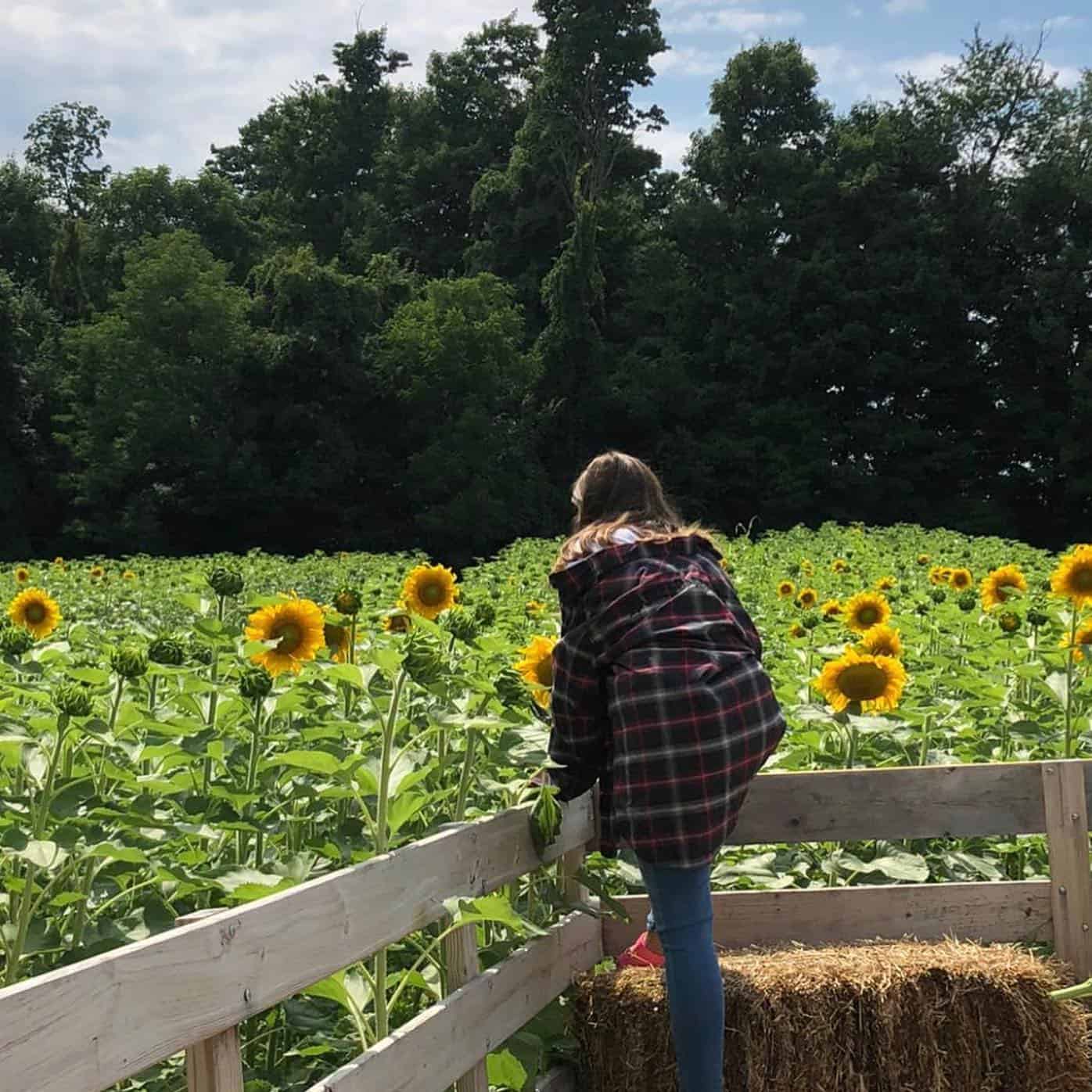 The 10 Best Sunflower Fields in Ohio · 365 CINCINNATI