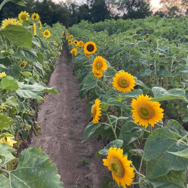 The 10 Best Sunflower Fields in Ohio · 365 CINCINNATI