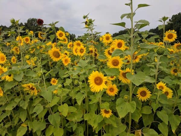 The 10 Best Sunflower Fields in Ohio · 365 CINCINNATI