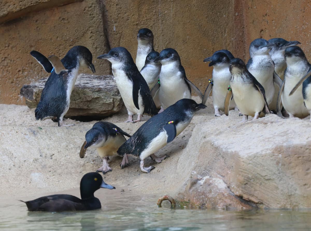 Bring Your Mates to Roo Valley at the Cincinnati Zoo · 365 CINCINNATI