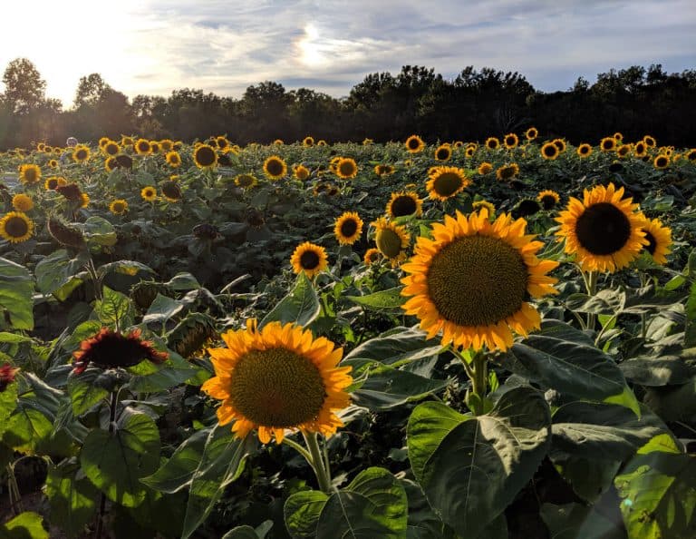 50+ Best Fall Things to Do in Cincinnati