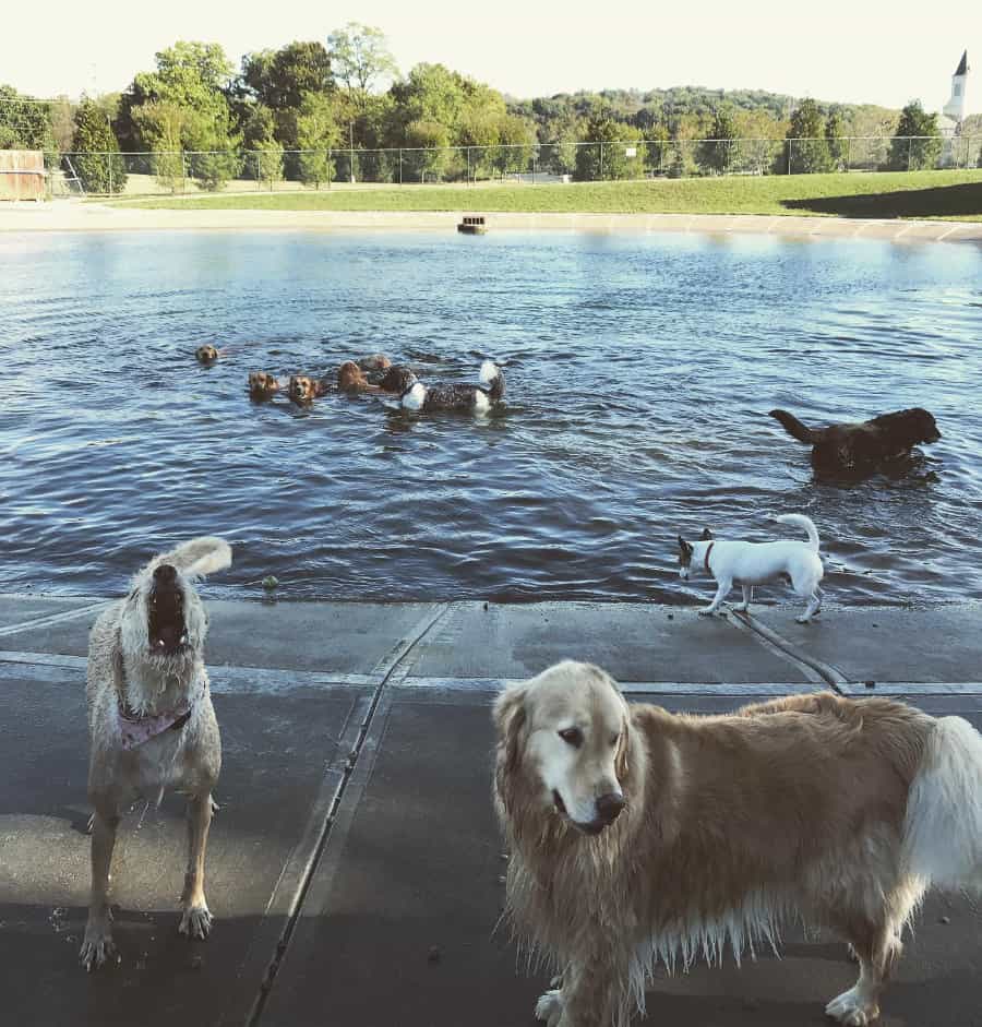 LIST: Dig Into the 13 Best Dog Parks in Cincinnati - 365 CINCINNATI