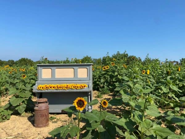 9 of the Best Sunflower Fields Near Cincinnati · 365 CINCINNATI