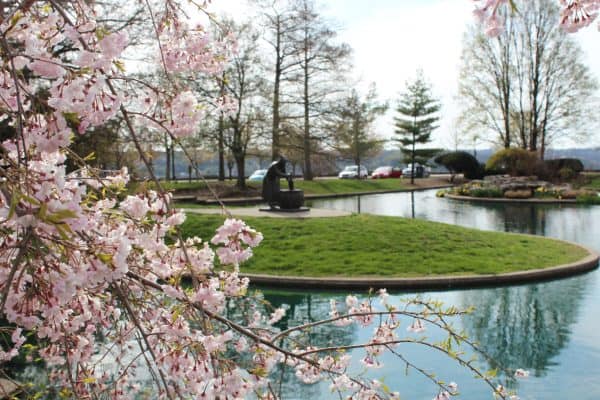 Cherry Blossoms in Cincinnati - Beautiful Trees at Ault Park, Spring ...
